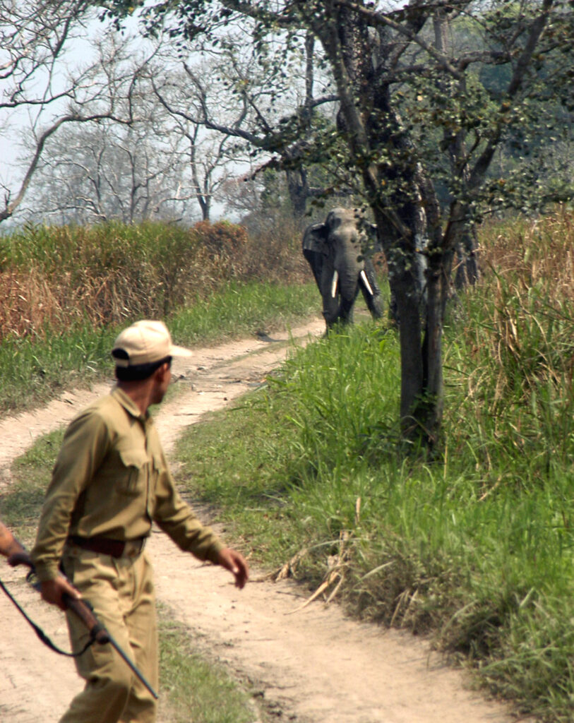 Kaziranga National Park -- The World's Largest Population Of One Horn ...